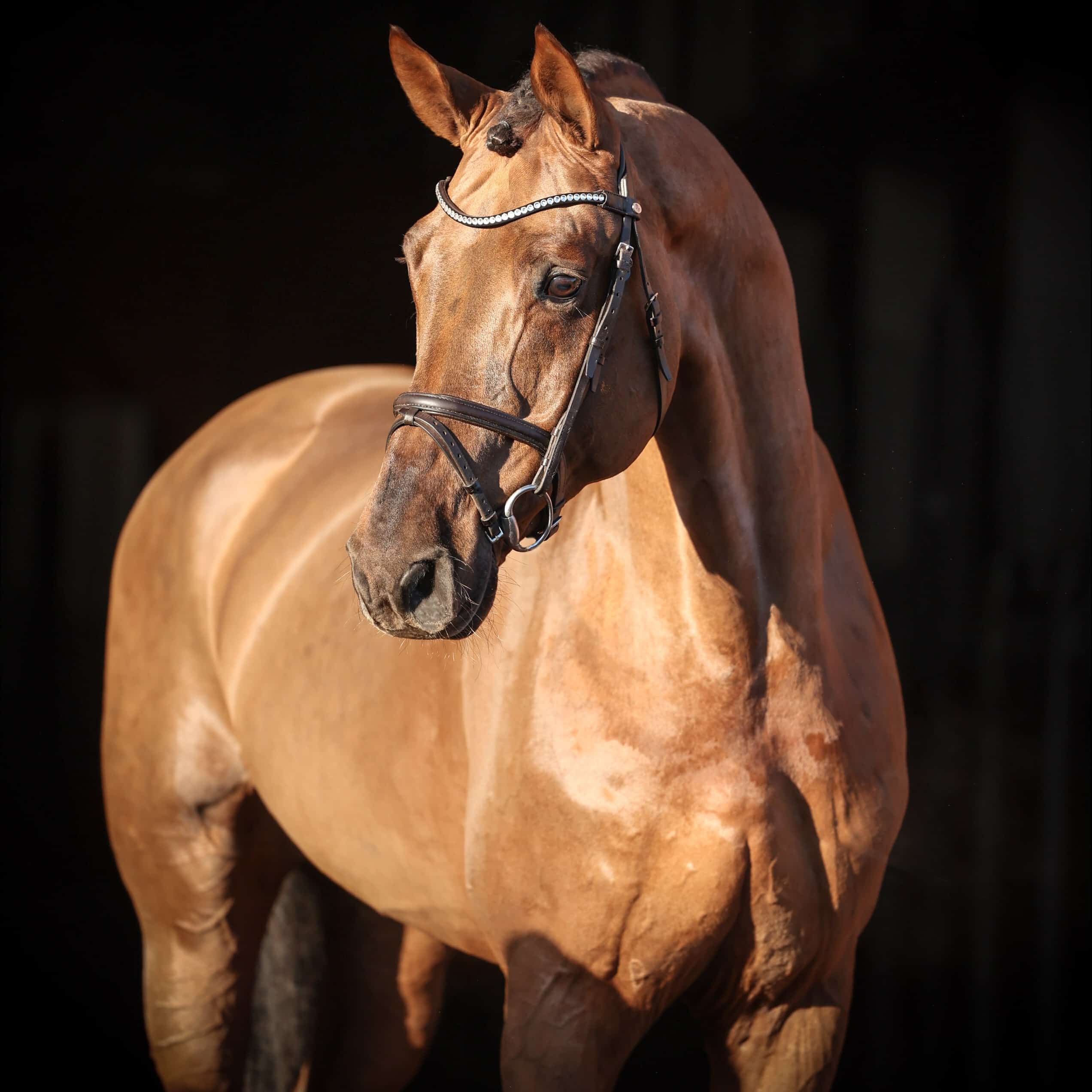 Elite Stallions - Stallions Discipline